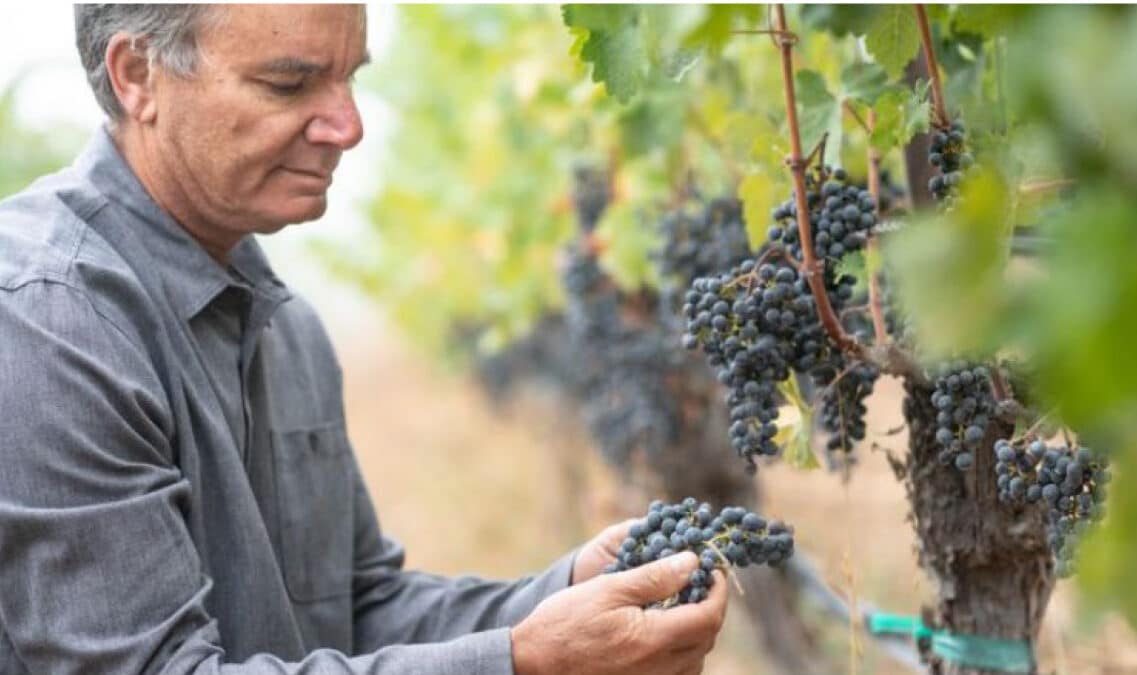 MarketWatch: Weekend sip | Neal Family Vineyards