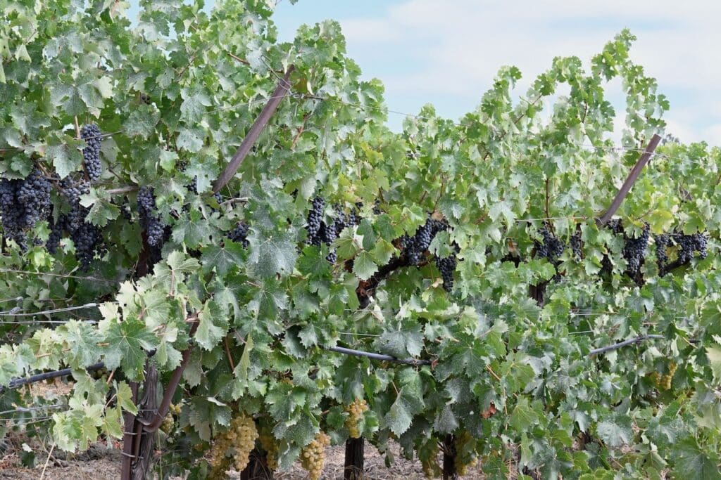 Mark Neal’s Dual Varietal Trellis System | Neal Family Vineyards